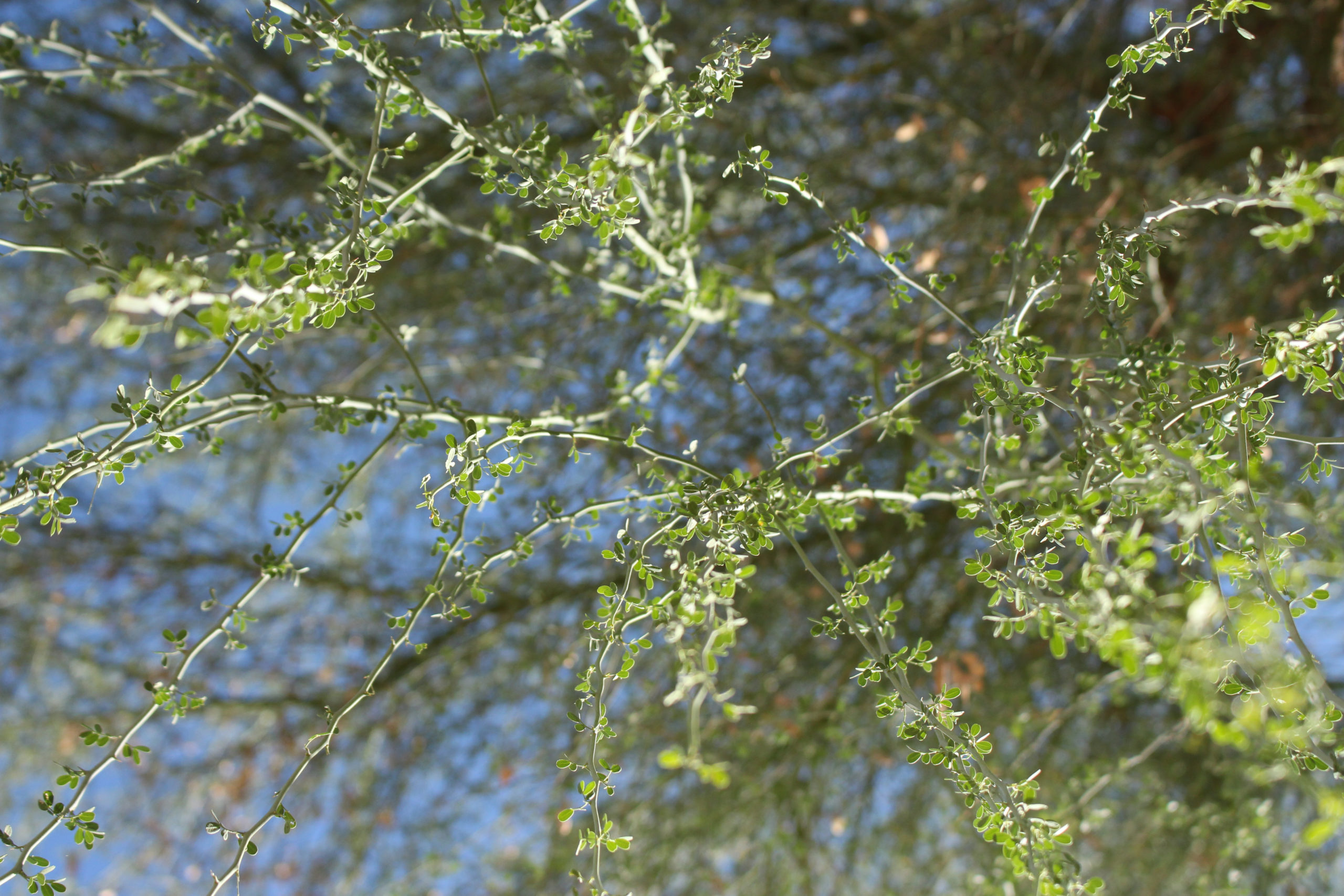 Las Vegas is more than 'Sin City' - Youth Journalism International