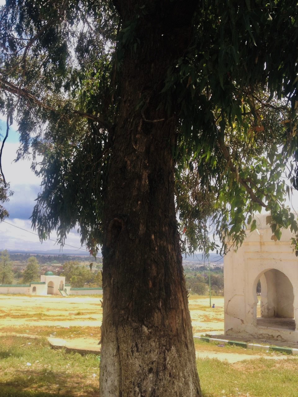 In Morocco, warding off coronavirus with eucalyptus and garlic - Youth ...