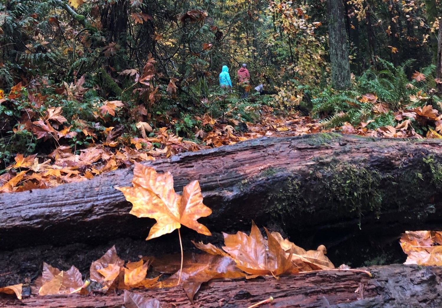 Fall glory in British Columbia - Youth Journalism International