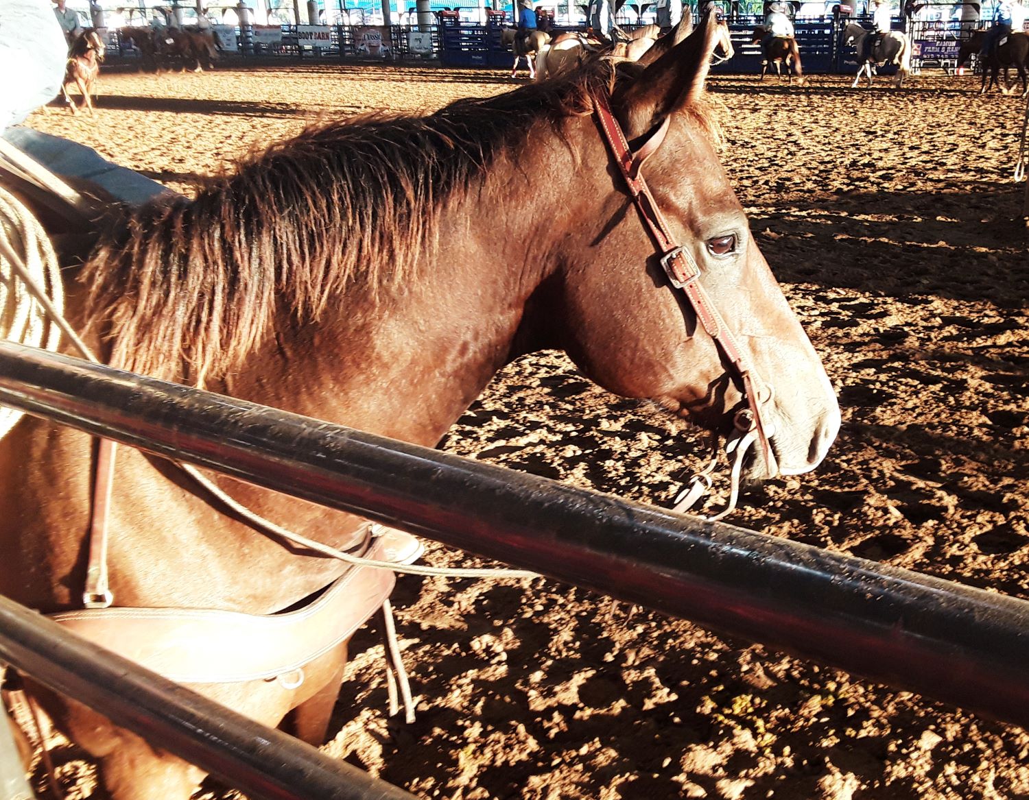 In Houston, rodeo is the star - Youth Journalism International