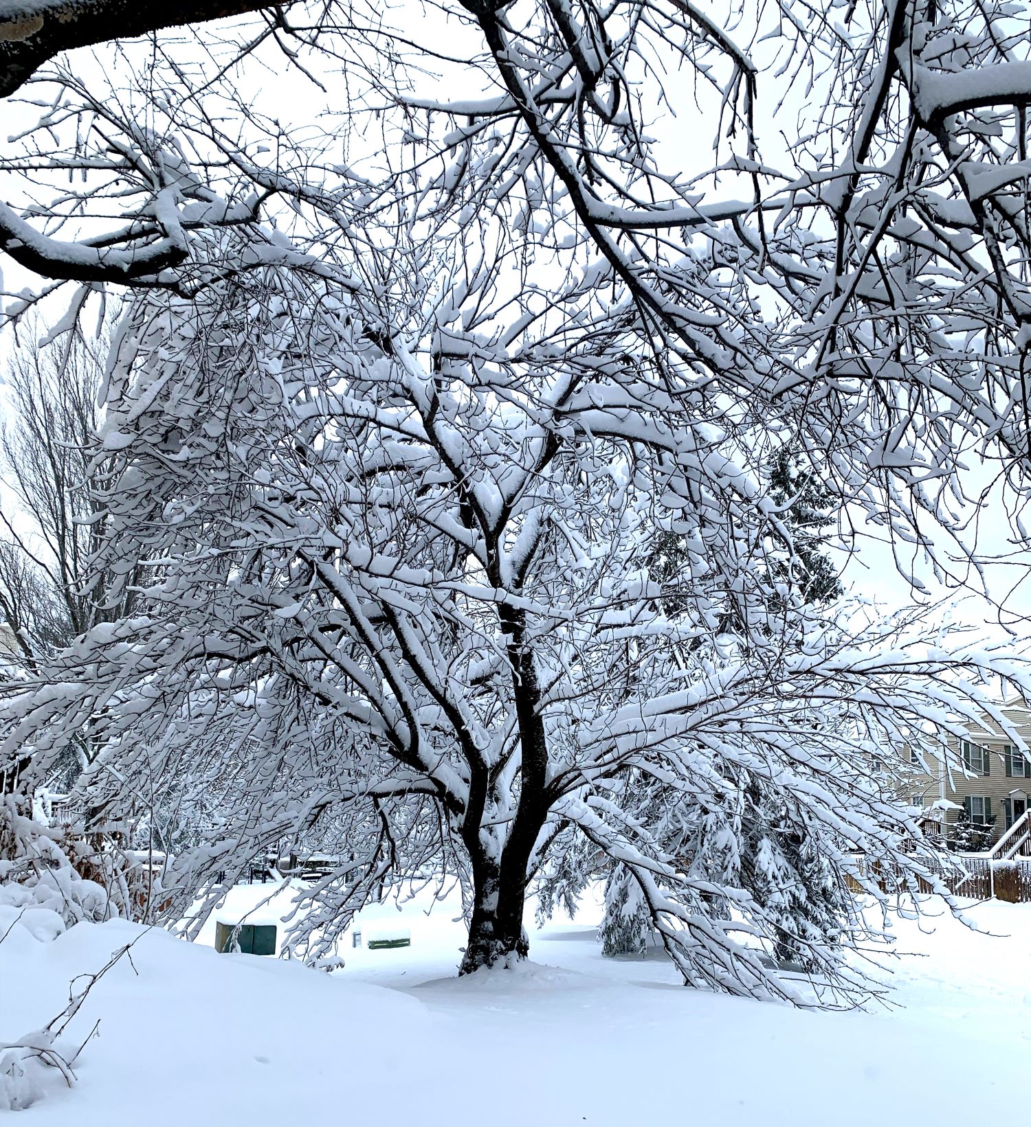 Snow covers Virginia neighborhood - Youth Journalism International
