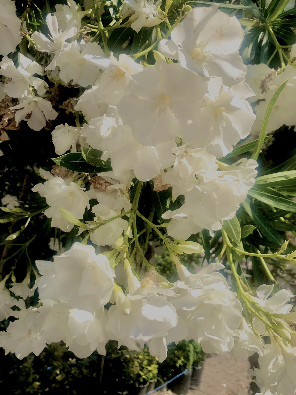 Take time to notice the Turkish flowers - Youth Journalism International