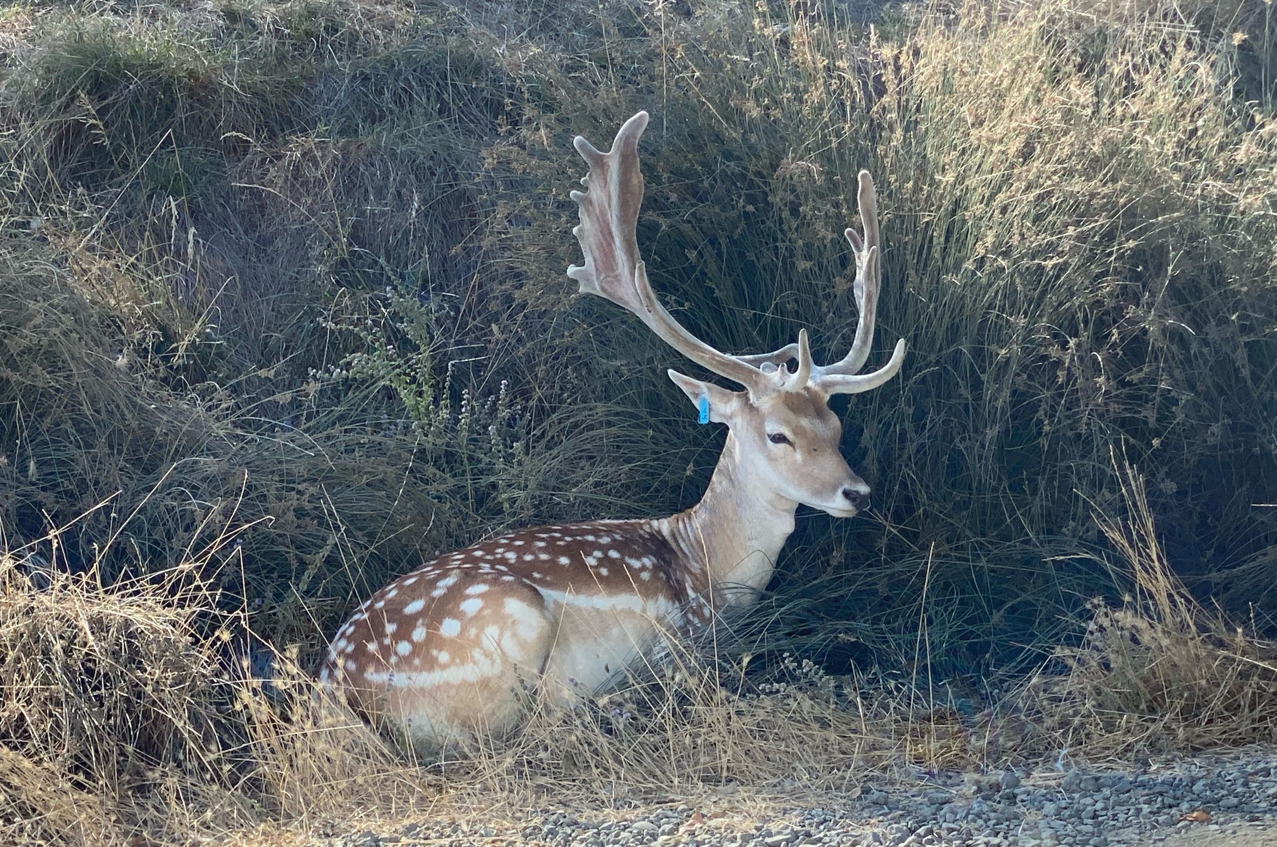Up close and personal with wild animals - Youth Journalism International