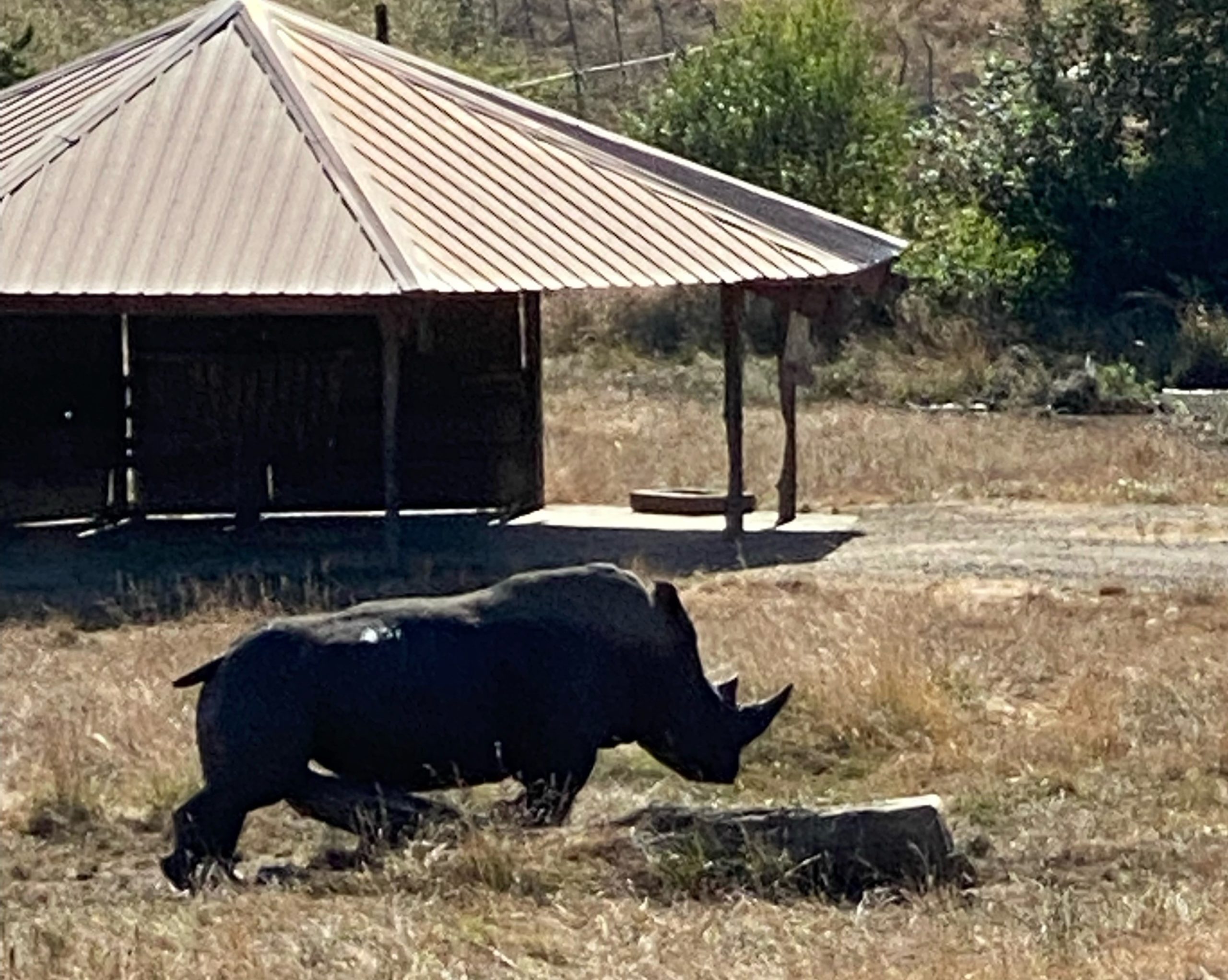 Wildlife, rhino, McKenzie - Youth Journalism International