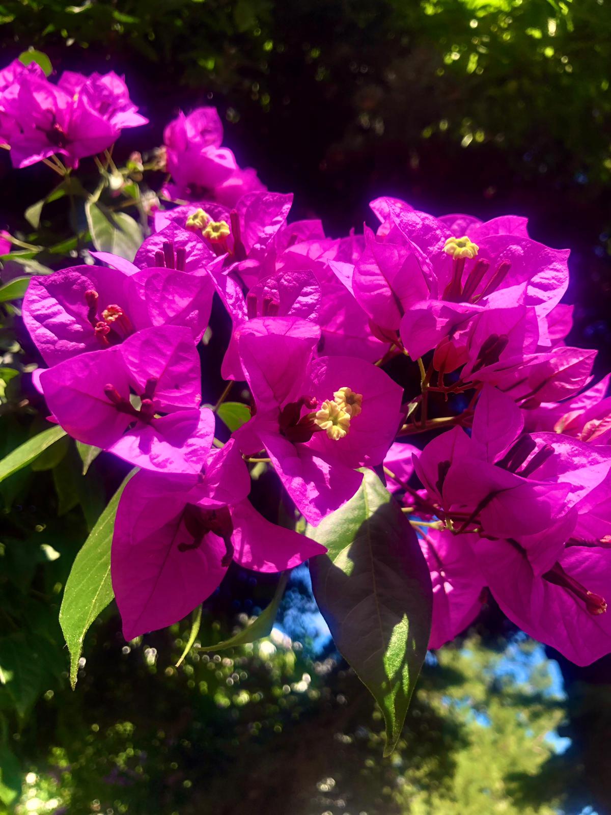 Take time to notice the Turkish flowers - Youth Journalism International