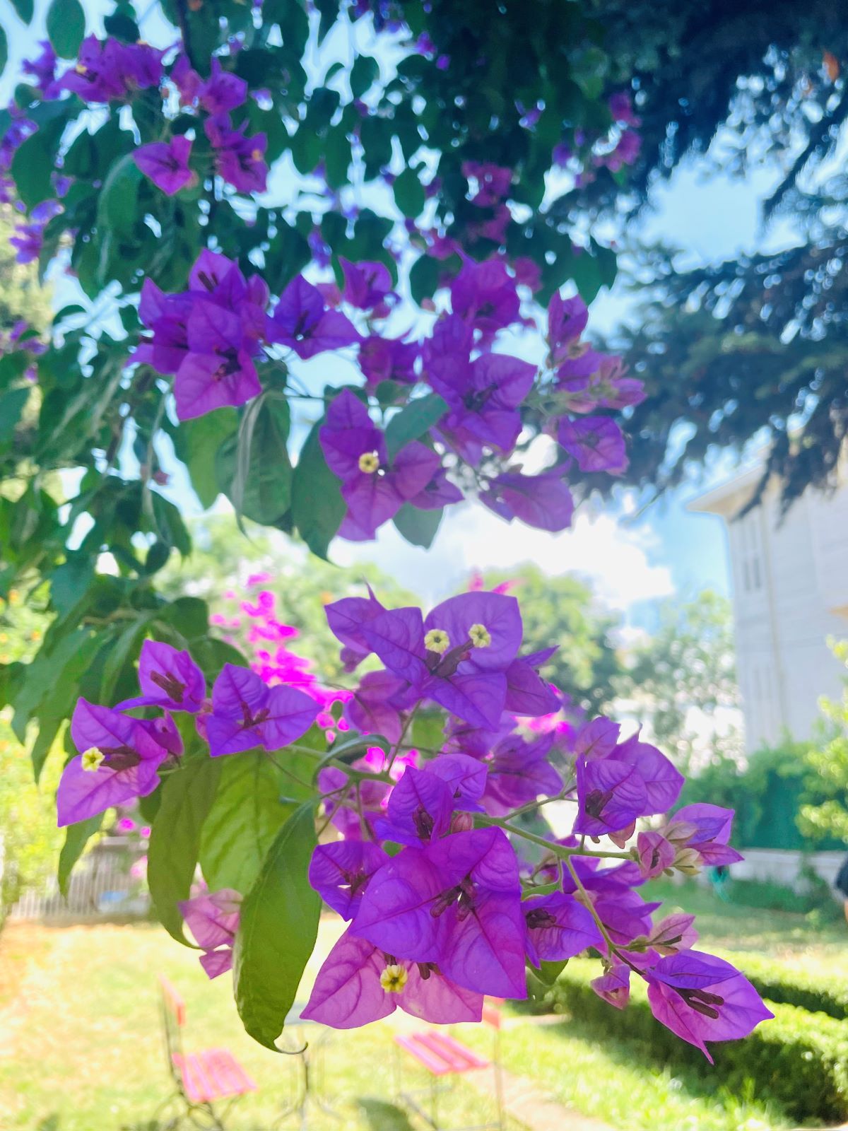 Take time to notice the Turkish flowers - Youth Journalism International