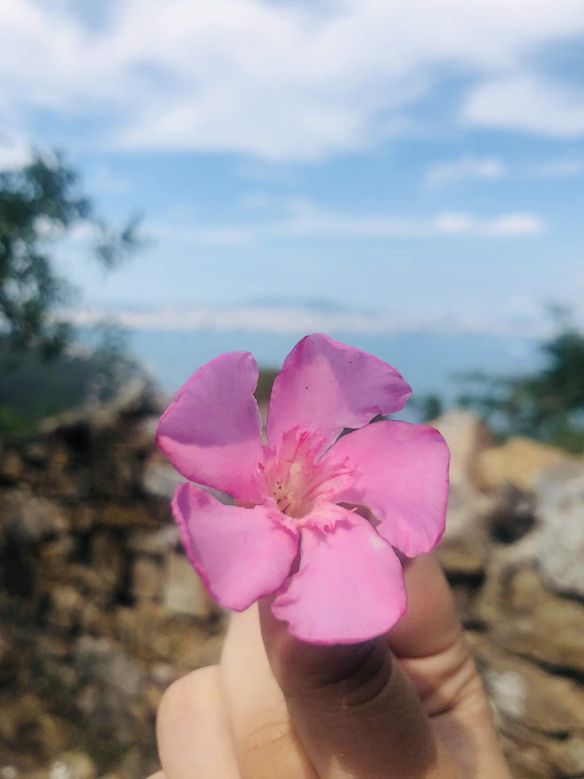 Take time to notice the Turkish flowers - Youth Journalism International